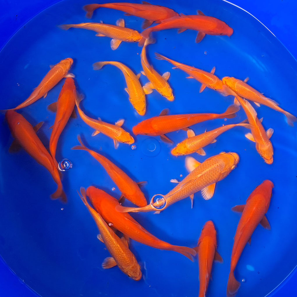 Orenji ogon / Yamanaka oya